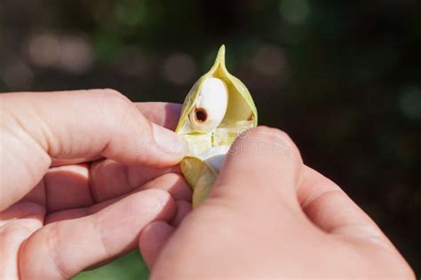 Weevil In Beans Beans Infected With The Weevil Pest Stock Image