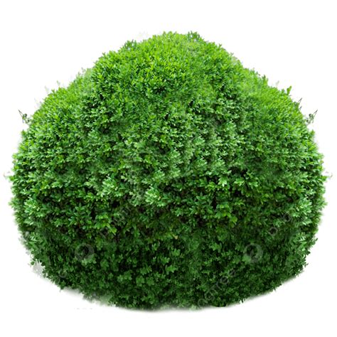 Evergreen Shrub Png