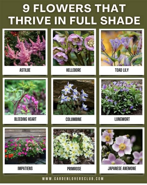 Best 13 12 Must Have Shade Loving Plants That Will Transform Your