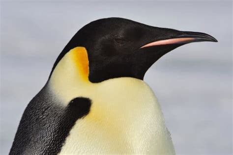 Do Penguins Have Teeth Complete Guide Faqs