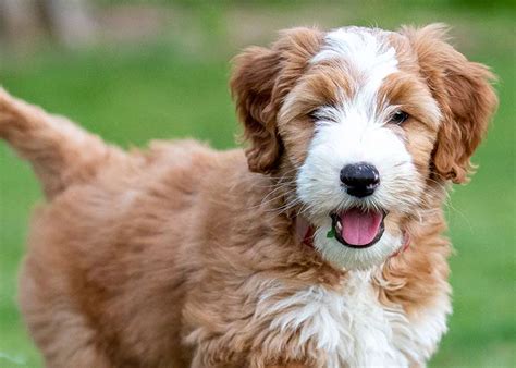 Mini Goldendoodle Your Complete Guide To Mini Goldendoodles