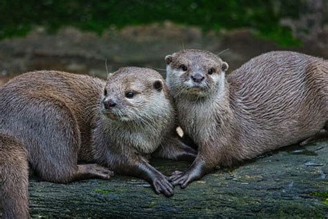 Otter Facts Protect The Wild