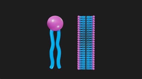 Phospholipid Structure Buy Royalty Free D Model By Nima H Ydari B Bb Sketchfab Store