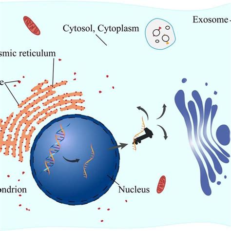 The Detail Information Of Benchmark Dataset For Mrna Subcellular