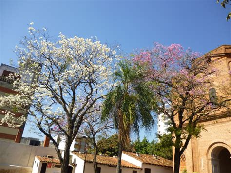 Foto Tajy O Lapacho Y Mbokaja O Cocotero Asunción Paraguay