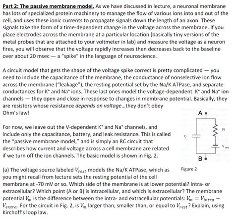 Part 2 The Passive Membrane Model As We Have