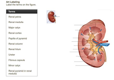 Solved Art Labeling Label The Terms On The Figure Terms