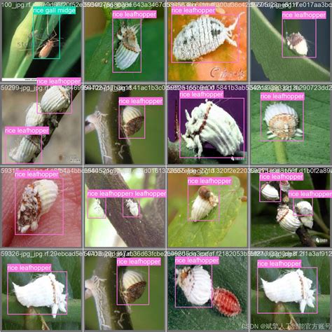 基于深度学习yolov11的昆虫识别检测系统（yolov11yolo数据集ui界面登录注册界面python项目源码模型） Csdn博客