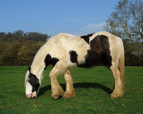 Gypsy Cob Irish Cob Gypsy Vanner Tinker Temperament Origin And