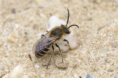Colletes Validus