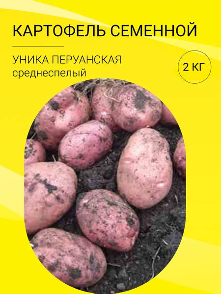 Картофель картофель на посадку 2 кг - купить по выгодным ценам в ...