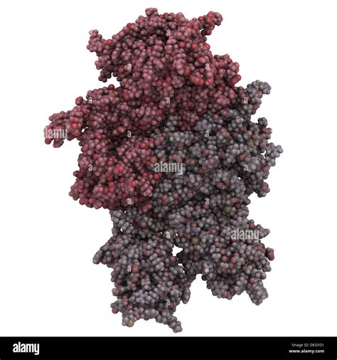 Coagulation Factor Viii Fviii Anti Hemophilic Factor Ahf