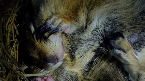 奇迹！北极松鼠冬眠时体温降至 3度却不结冰的秘密腾讯新闻