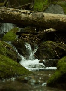 Calm Nature S Tenor