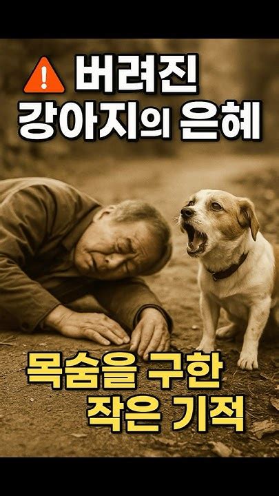 버려진 강아지의 은혜 인생스토리 강아지 반려견 세월극장 시니어스토리 Youtube