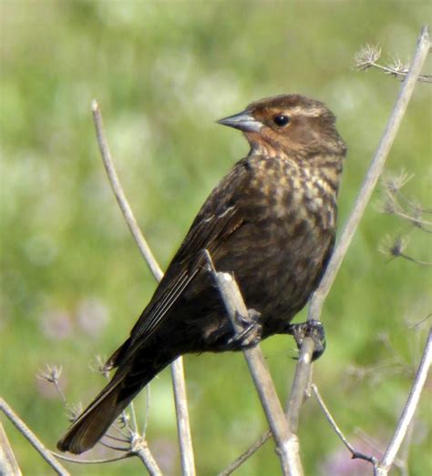 Red Winged Blackbird Female
