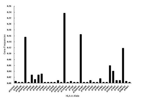 Hla A Gene Polymorphism Detected By The High Resolution Typing Sbt In Download Scientific