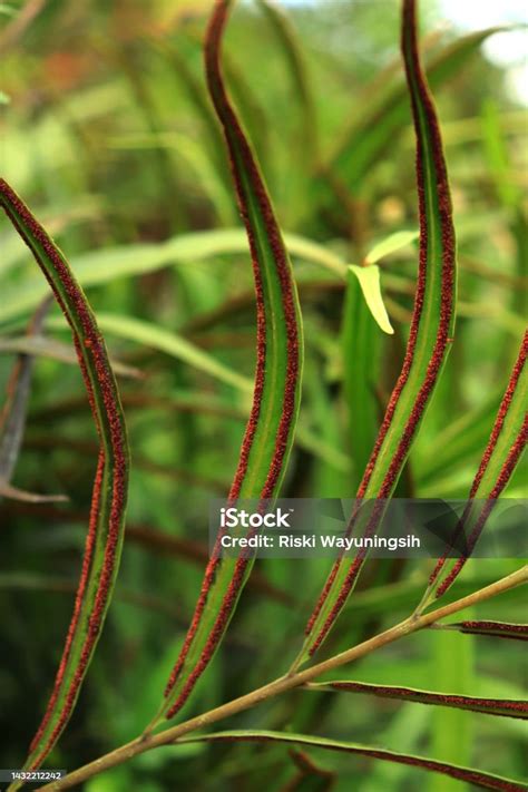 Spores Are Brown On The Leaves Of Ferns Spores That Have Matured Stock