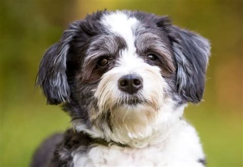 Shih Poo Breed Shih Tzu Legacy Shih Tzu Puppies For Sale