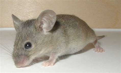 Mouse Alchetron The Free Social Encyclopedia