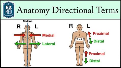 Lateral Vs Medial Anatomy