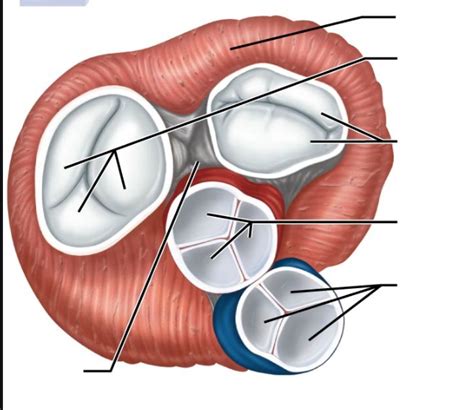 Heart Valves Diagram Quizlet