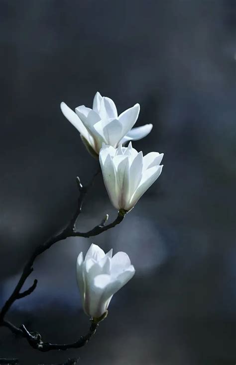 市花白玉兰摄影照片 花瓣网