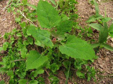 アカザ＠はじっこ草花ノート