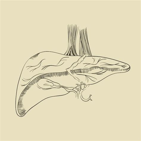 Free Vector Hand Drawn Liver Drawing Illustration