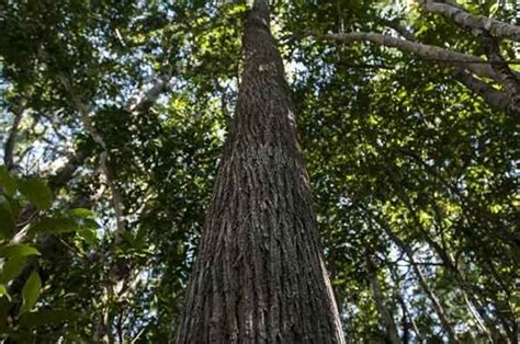 Madera De Caoba Características Y Usos Awbr