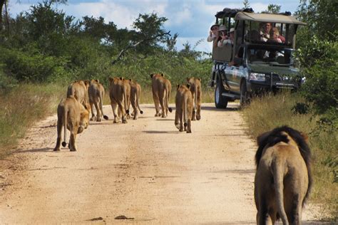 Kruger National Park Safari Cost South Africa Safari Budget Guide