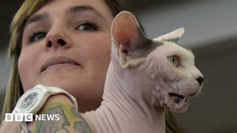 Day In Pictures 17 March 2014 Bbc News