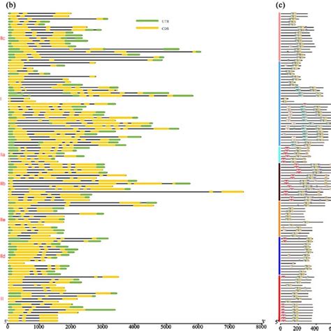 Phylogenetic Tree Gene Structure And Protein Motif Analysis Of