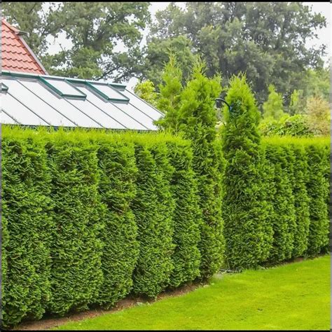 Chiparos Leylandii Ghiveci 2l 90 120 Cm