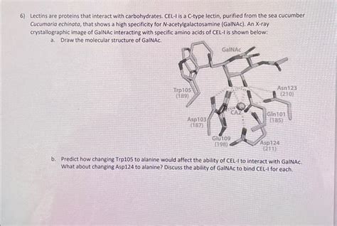 Solved 6 Lectins Are Proteins That Interact With
