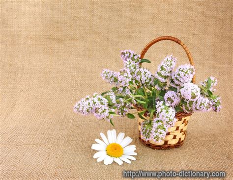 Thyme Bunch Photopicture Definition At Photo Dictionary Thyme