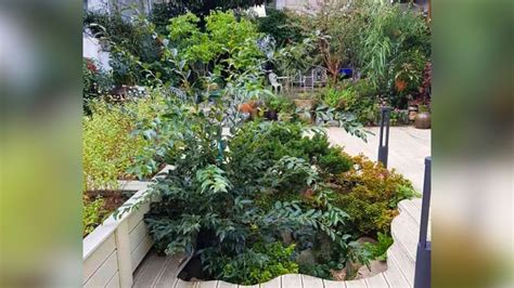 Optical Illusion सिर्फ एक प्रतिशत लोग ही तस्वीर में बिल्ली को ढूंढ पाए