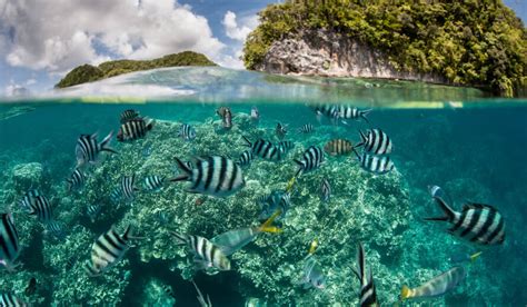 Palaus Rock Islands Southern Lagoon Launches Resilience Strategy