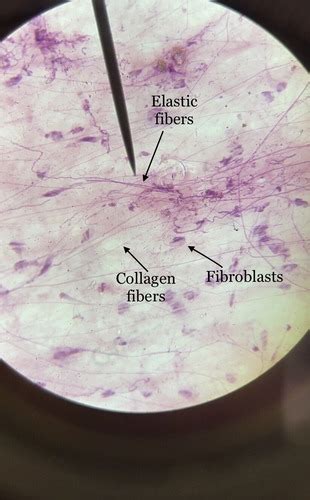 Biol 2101 Lab Flashcards Quizlet