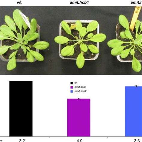 Phenotypic Analysis Of Examined Lines Download Scientific Diagram
