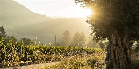 Elusa Winery Calistoga Ca