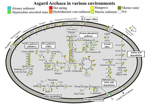 Differences In Metabolic Capabilities Of Asgard Archaea From Different