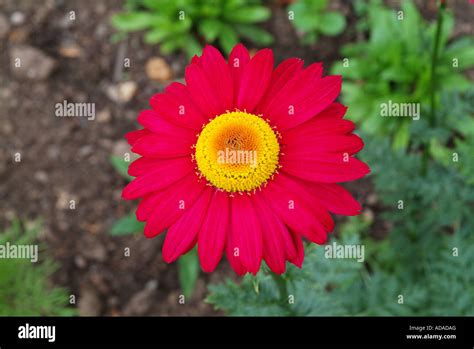Pyrethrum Roseum Kelways Glorious Flower Head Growing In The Garden