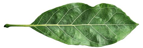 Leaf Pattern Pngs For Free Download