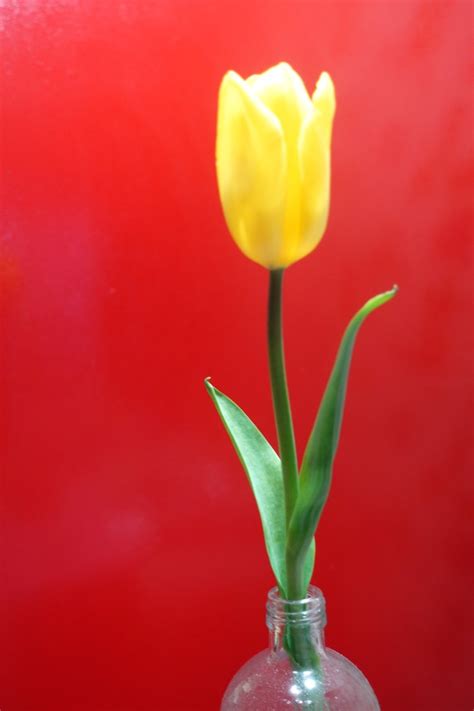 튤립 꽃말 튤립 꽃 색 사랑심리테스트 네이버 블로그