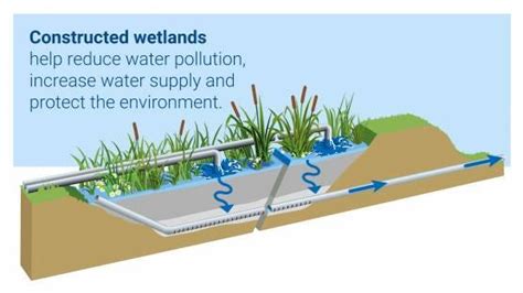 A Low Cost Nature Led Solution Phytoremediation To Battle Water