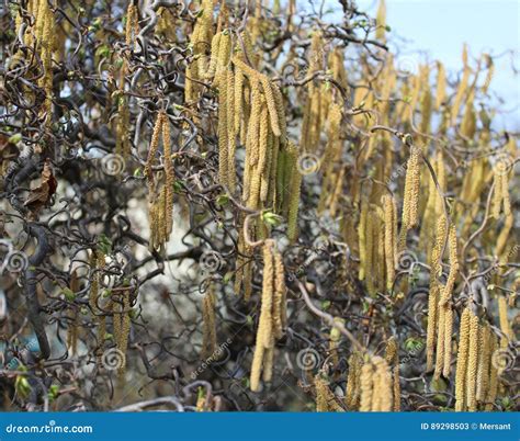 Filbert Tree Stock Image Image Of Corylus Spring Plants 89298503