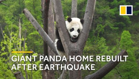 Panda Home Rebuilt After Earthquake South China Morning Post