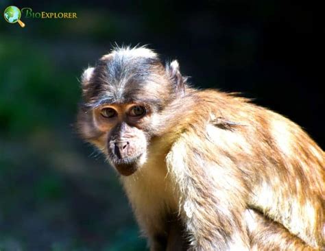 Sooty Mangabey Characteristics Cercocebus Atys Diet And Facts