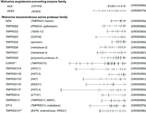 The Structure Of Angiotensin Converting Enzyme Ace And Transmembrane